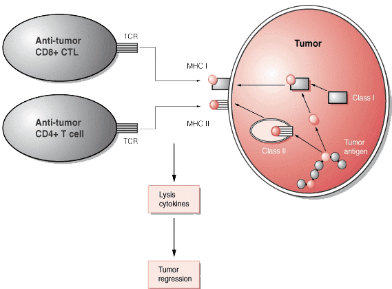 Tumor Antigens Resulting from Mutations - LifeTein Cancer Peptides Tumor Antigens Resulting from Mutations - LifeTein Cancer Peptides
