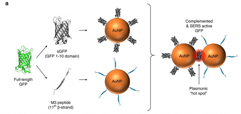 Noble metal gold and silver nanoparticle are conjugated with peptides ...