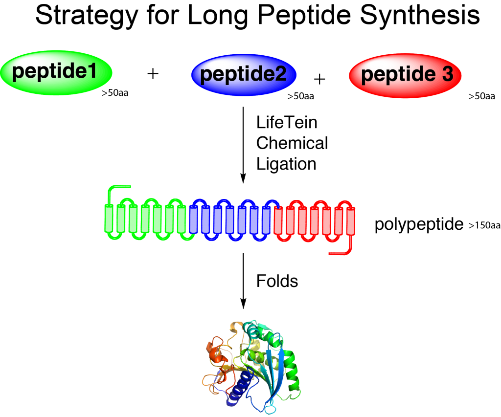 Long peptide synthesis by click chemistry | LifeTein Peptide Blog