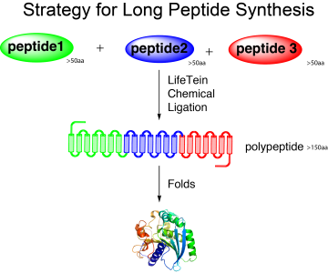 Long peptide synthesis by click chemistry | LifeTein Peptide Blog