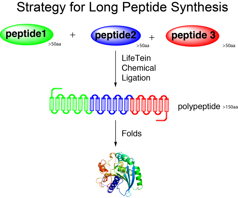 Long Peptide Synthesis By Click Chemistry Lifetein Peptide Blog