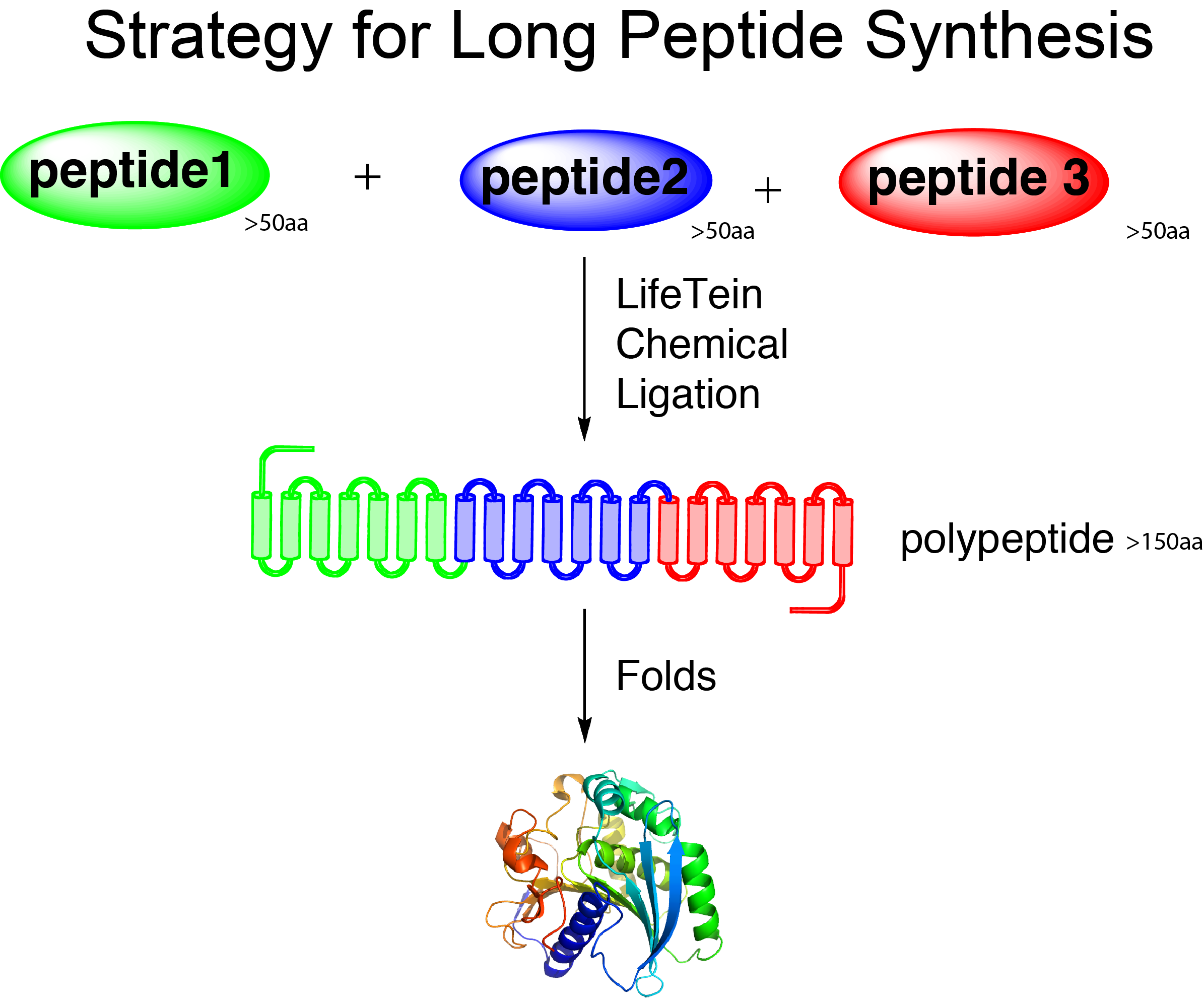 Long Peptide Synthesis By Ligation Lifetein Peptide Blog
