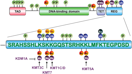 Post-translational modifications: Methylated peptides | LifeTein ...