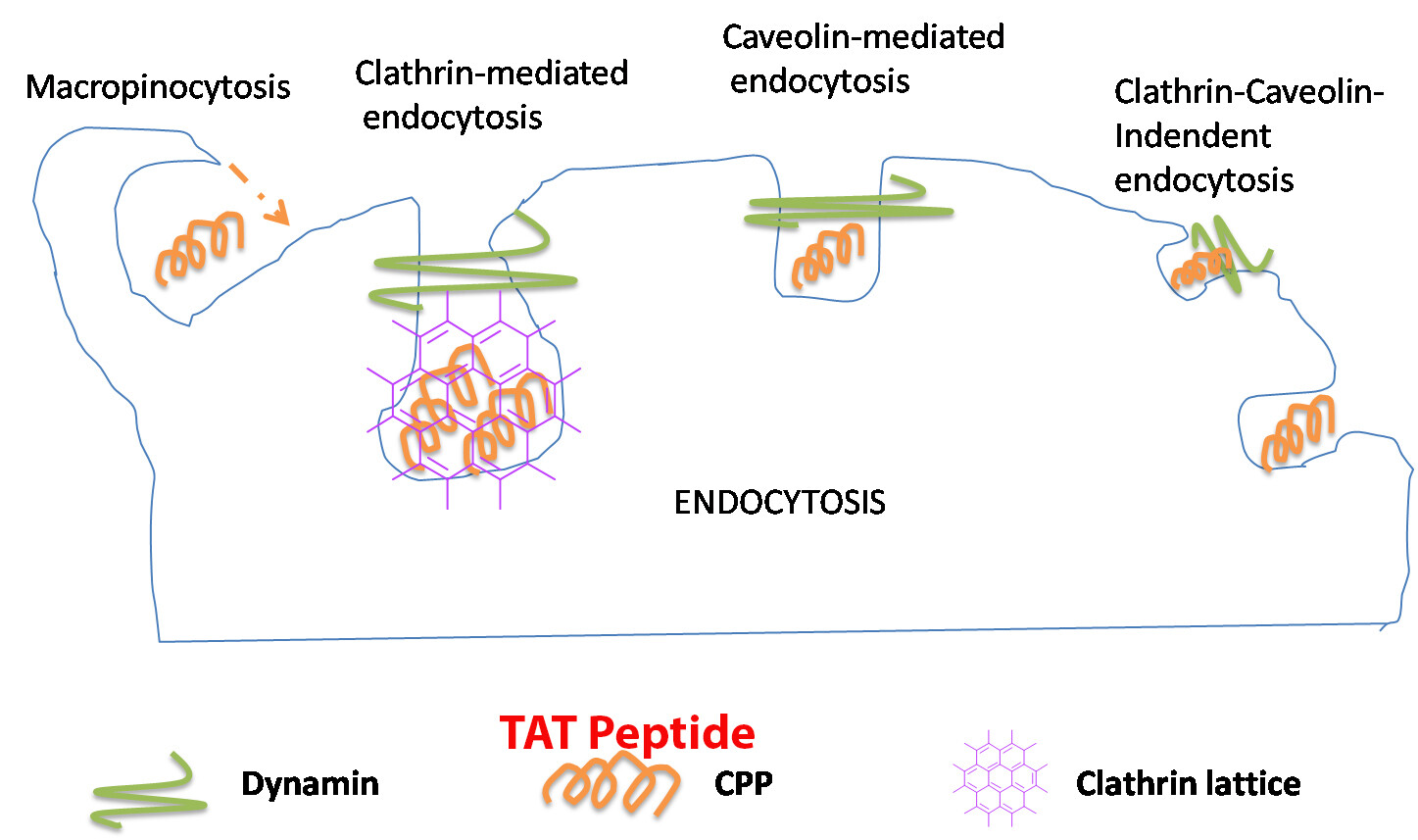 Trans-activator of transcription (Tat) with nuclear translocation ...