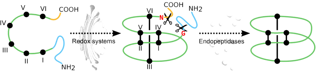 Molecular Grafting Of Macrocyclic Disulfide Rich Peptides Lifetein
