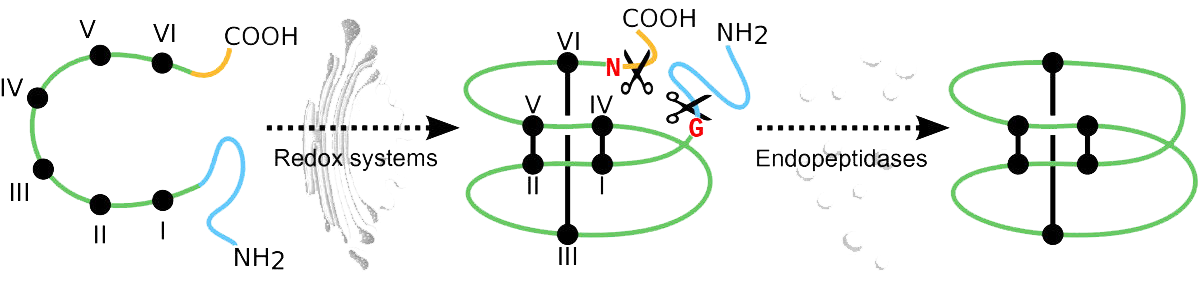 disulfide-formation | LifeTein Peptide Blog