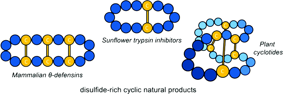 disulfide-rich-cyclic-natural-product | LifeTein Peptide BlogLifeTein ...