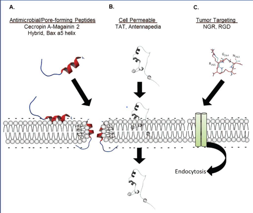 Cell Penetration Peptide Targeting Cancer Lifetein Peptide Blog