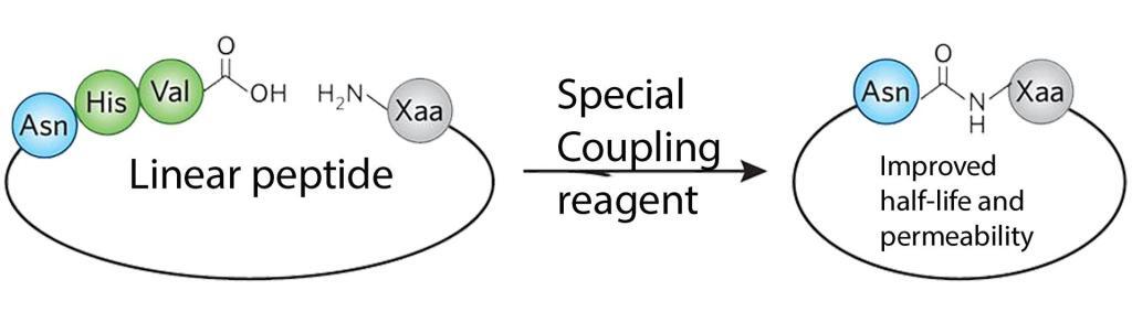 Strategies For Peptide Macrocyclization Head To Tail Cyclization