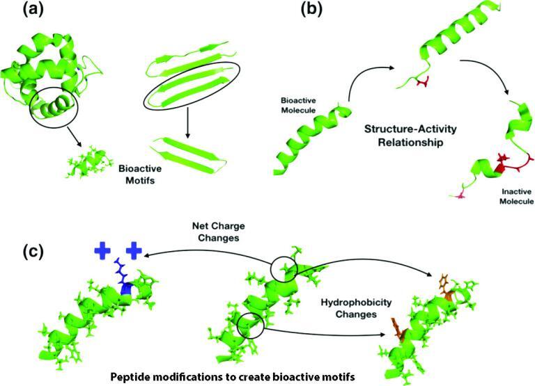Peptide Design Principles for Antimicrobial Applications | LifeTein ...