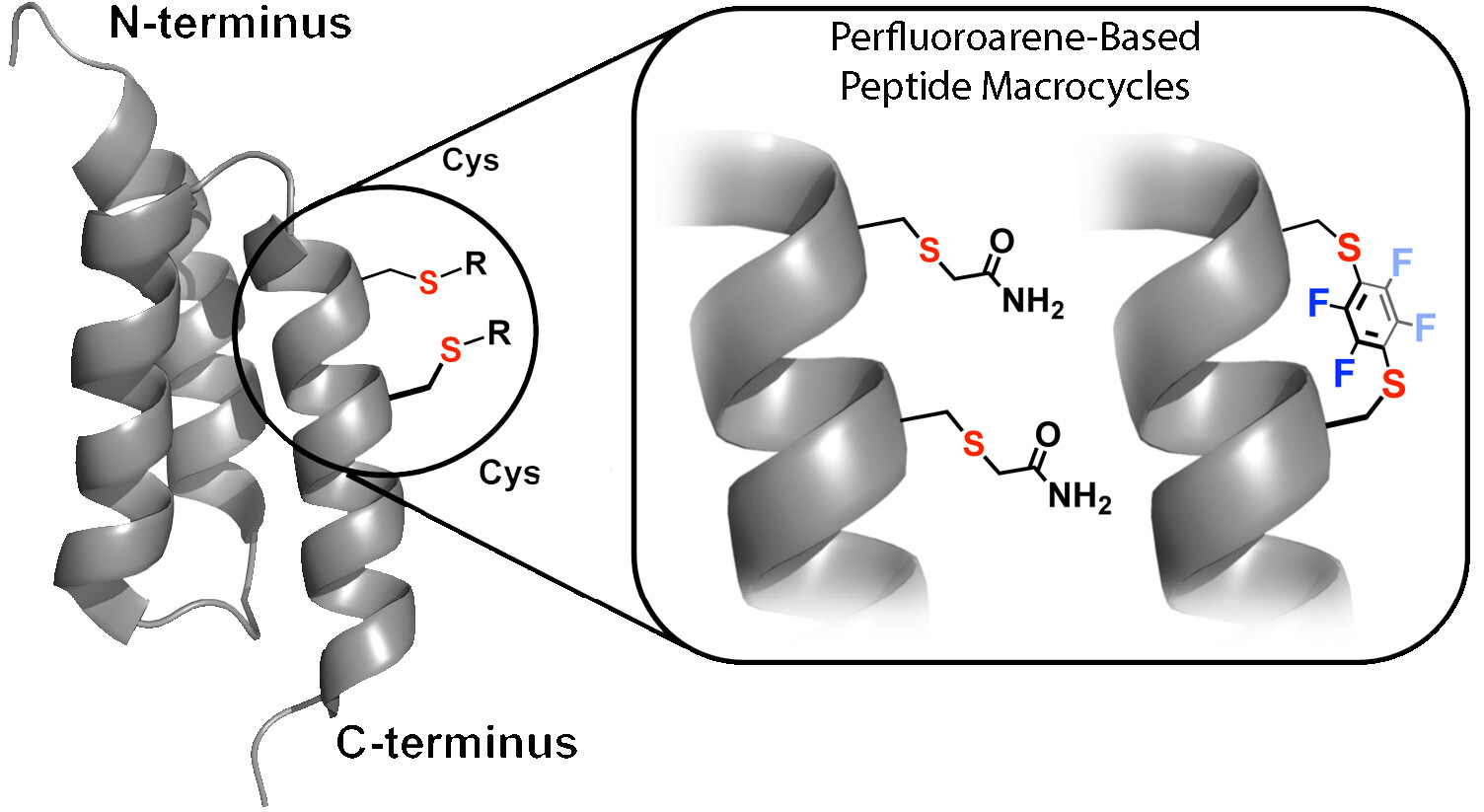 Perfluoroarene Based Peptide Macrocycles Lifetein Peptide Blog