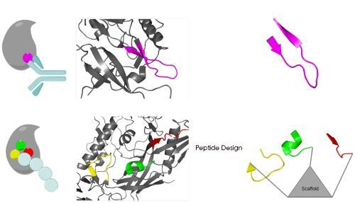 Synthetic Peptides as Protein Mimics | LifeTein Peptide Blog