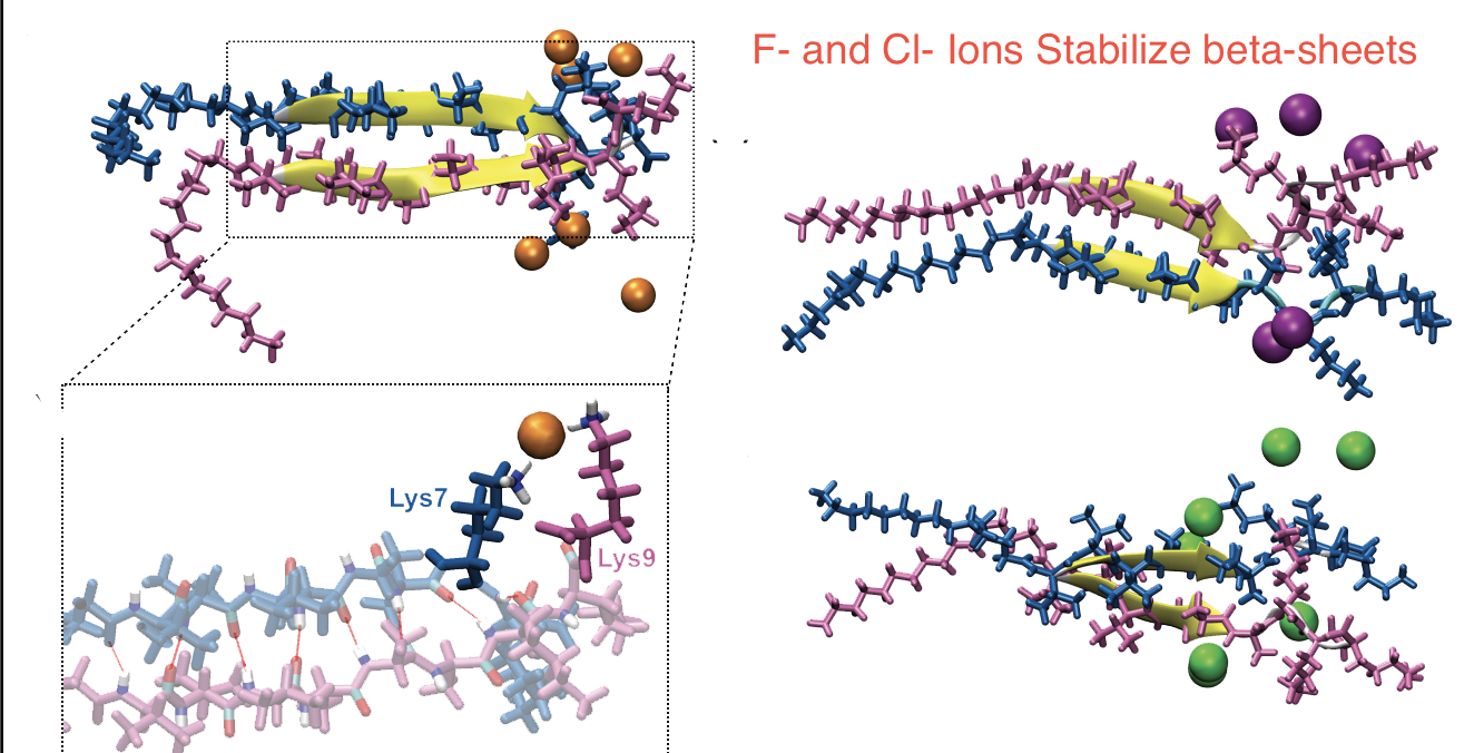 The smaller ions tend to stabilize β-sheets formed by peptides