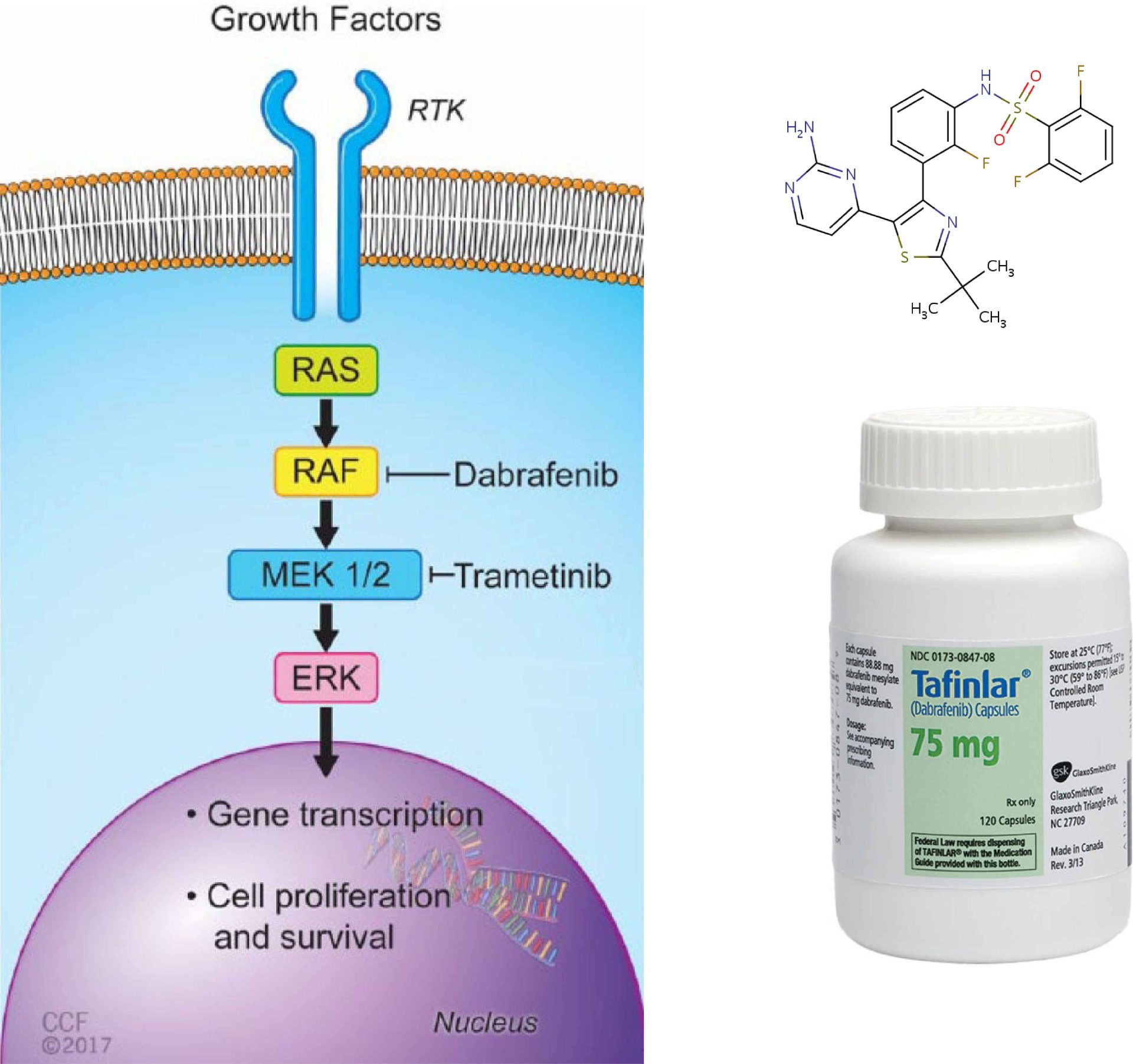 Dabrafenib | LifeTein Peptide Blog