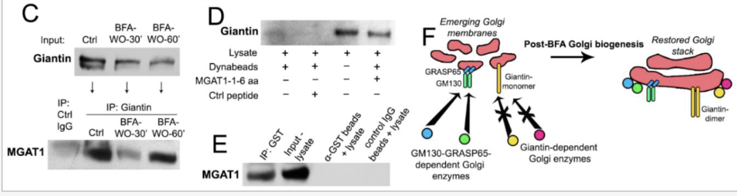 New Publication Cell Cited Lifetein Biotinylated Peptide Products