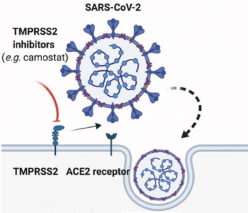Recombinant-Human-Transmembrane-protease-serine-2-TMPRSS2-Protein ...