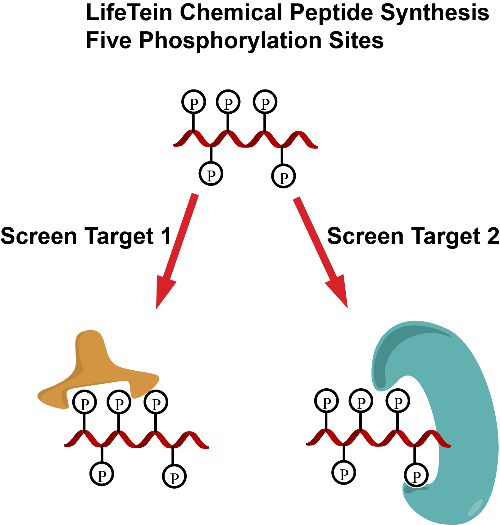 Five Phosphor Sites Lifetein Peptide Blog