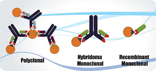 Polyclonal Vs Monoclonal Antibody