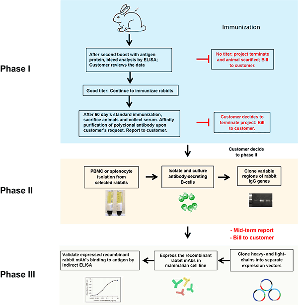 LifeTein: rabbit, Mouse, and Llama monoclonal antibody services.