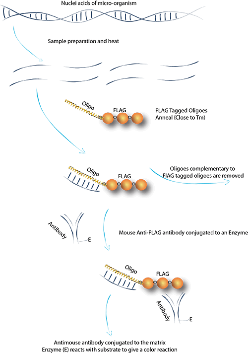 Peptide Oligonucleotide Conjugate
