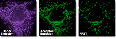 Peptide synthesis: FITC, FAM, cy3, cy5, Alexa fluor, ATTO modifications for peptide synthesis