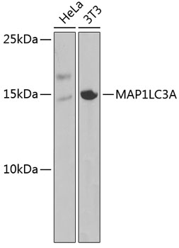 MAP1LC3A Rabbit mAb